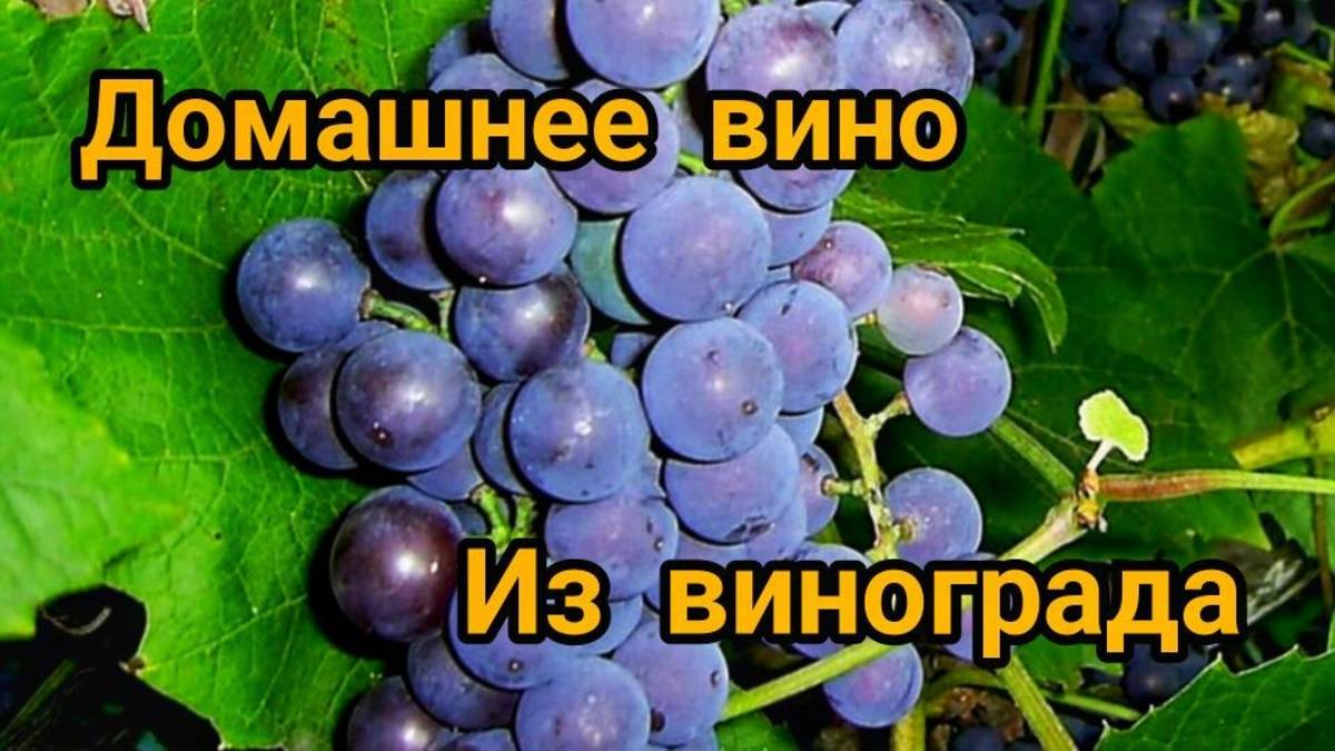 ВИНО ИЗ ВИНОГРАДА 🍇 ДОМАШНЕЕ ВИНО 🍇 ДЛЯ НОВИЧКОВ ПРОСТОЙ РЕЦЕПТ 🍇 ВИНО ИЗ КИСЛЫХ СОРТОВ 🍇