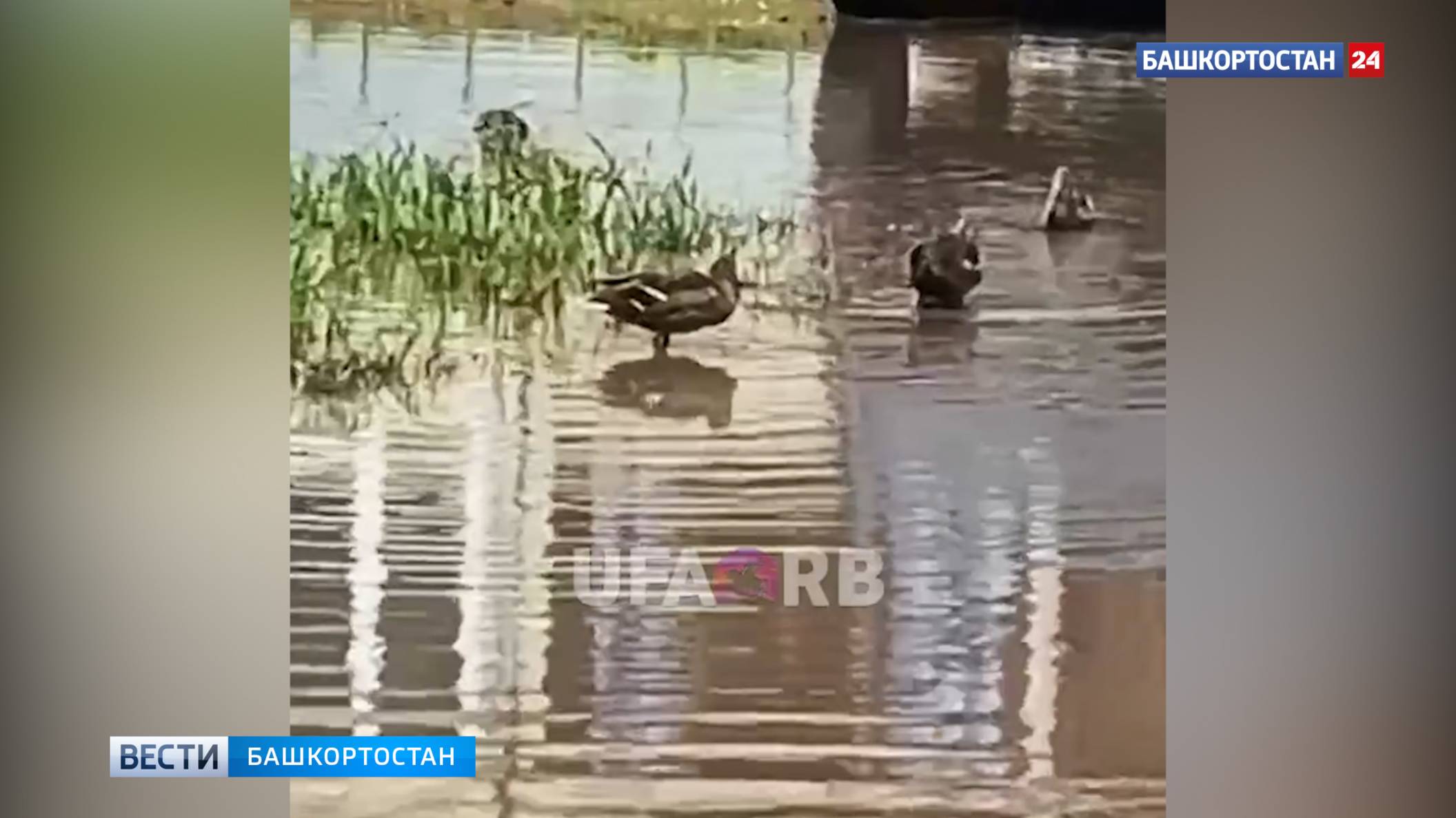 В Уфе утки облюбовали огромную лужу