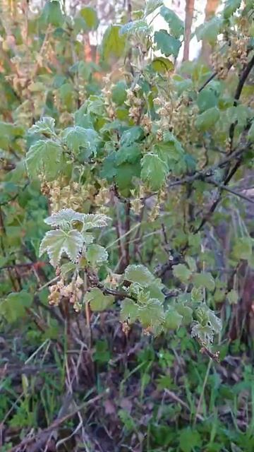 Утро в деревне