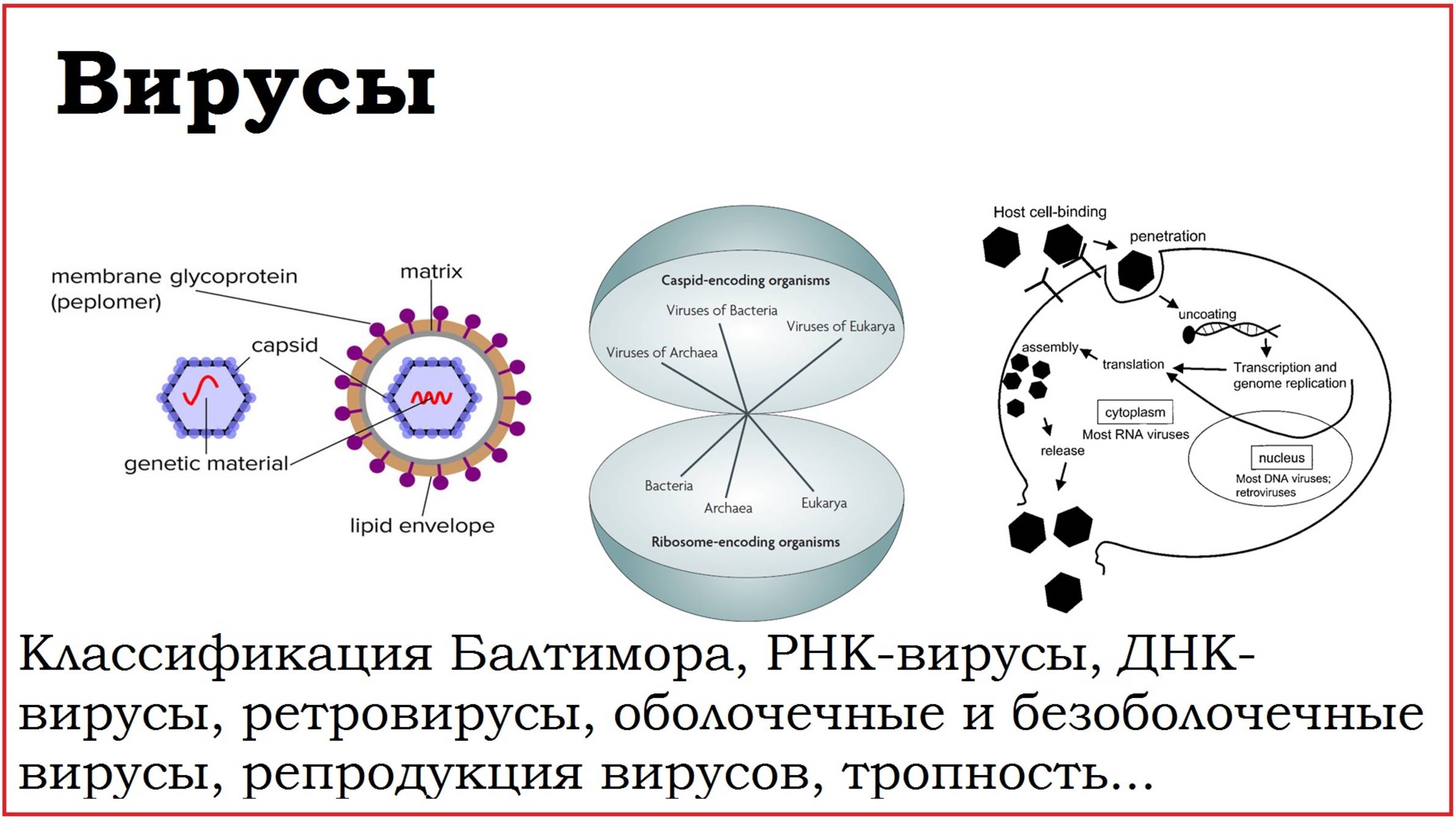 Вирусы
