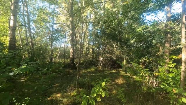 Очей очарованье. 😊