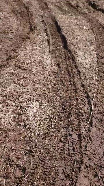 Проснулись помощники для огорода