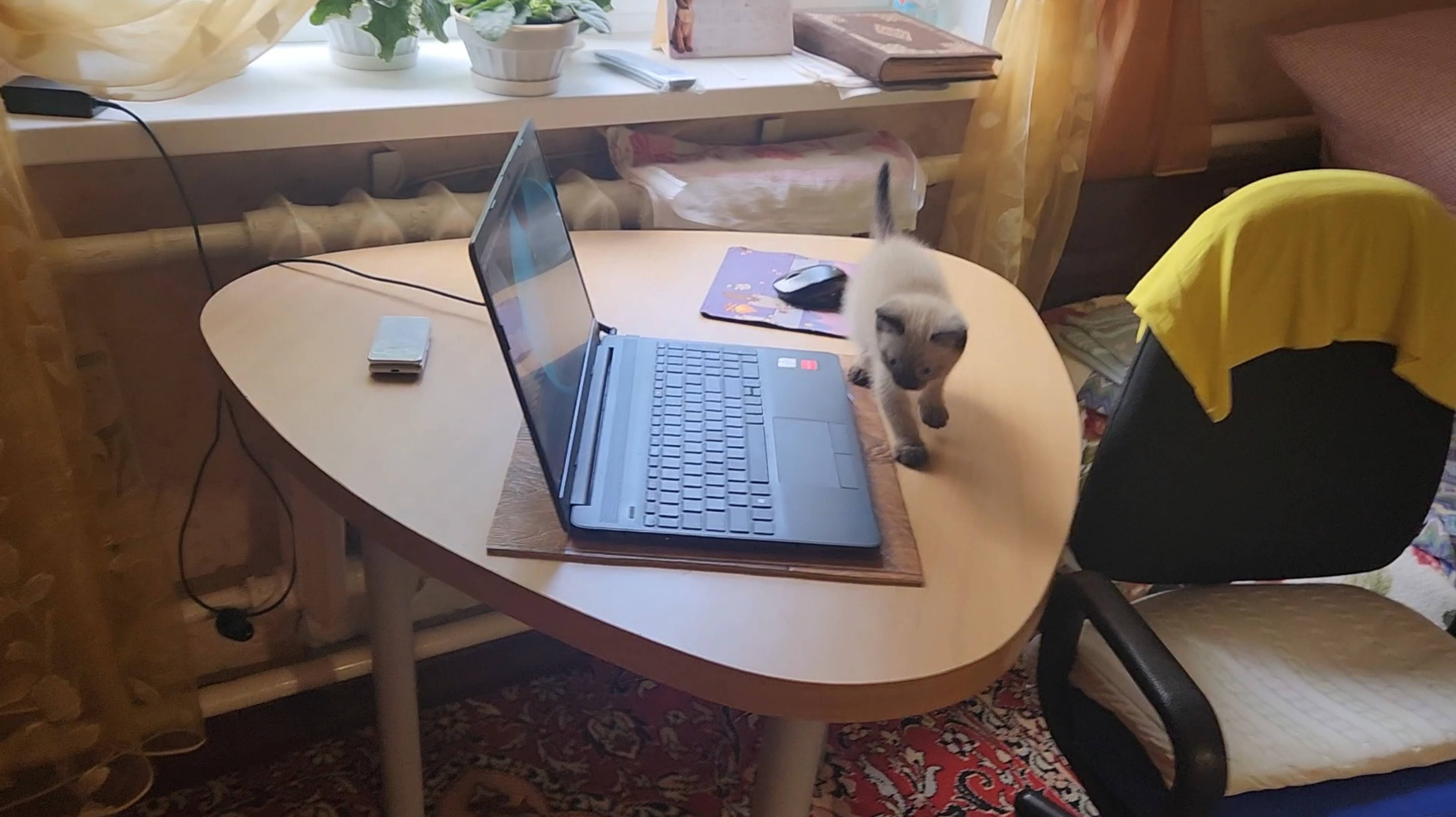 Кошек много не бывает 🐱 🐈  😻 😺