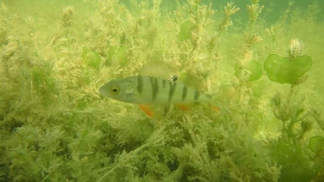 окуньки в карьере P7290093