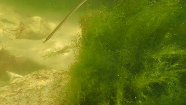 Морское шило, змеевидная морская игла Nerophis ophidion P7160056