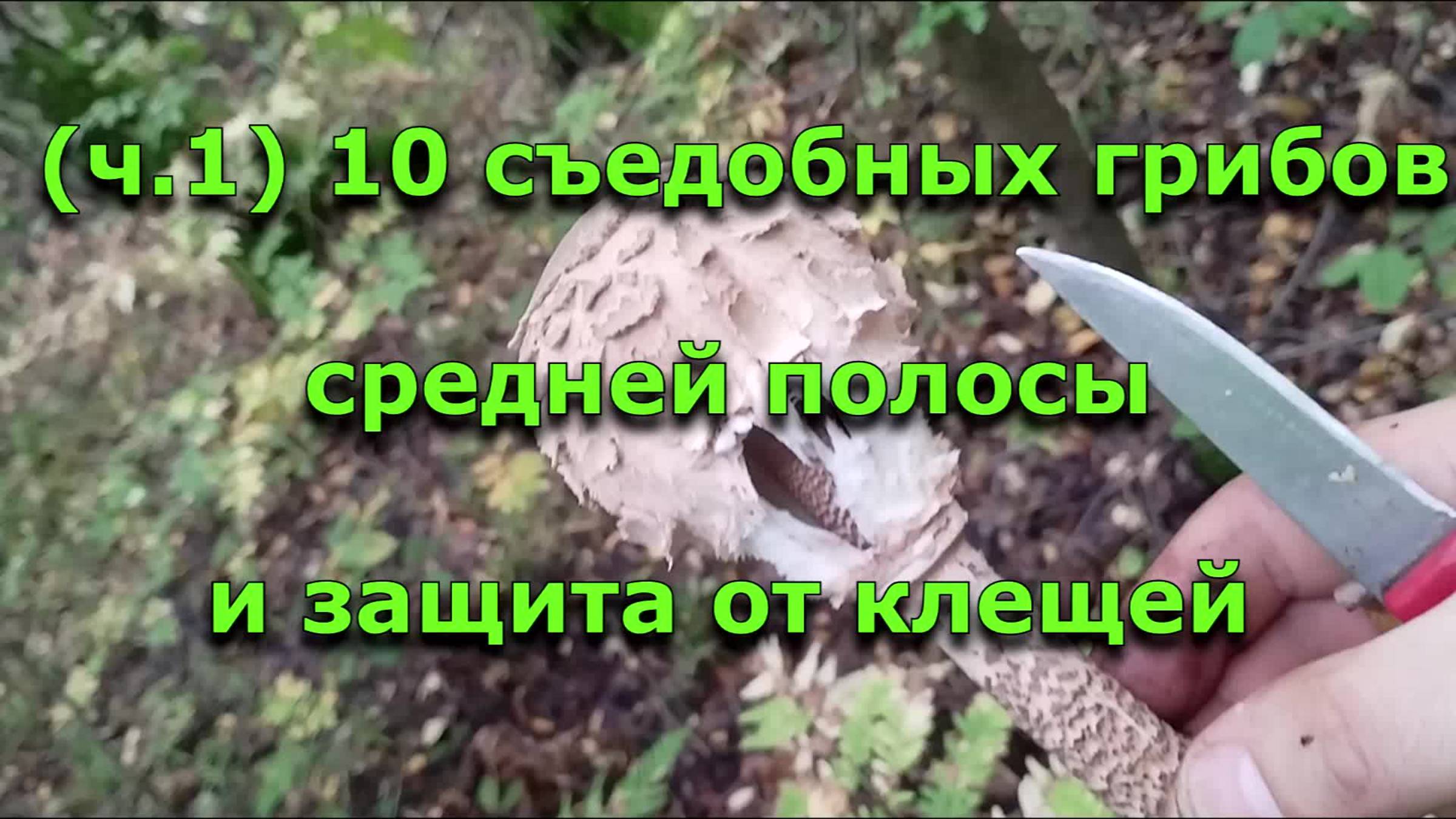10 видов съедобных грибов средней полосы и защита от клещей (ч.1)