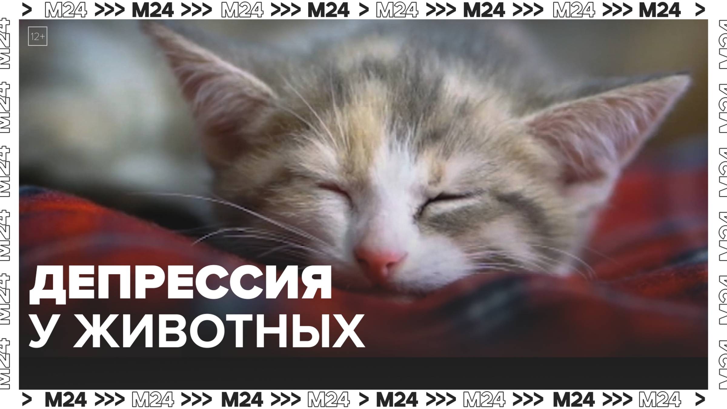 Бывает ли у животных депрессия? — Москва 24 | Контент