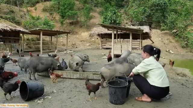 From Farm to Market: Selling Piglets & Making Pickled Cassava Leaves Through my videos. Trieu Mai