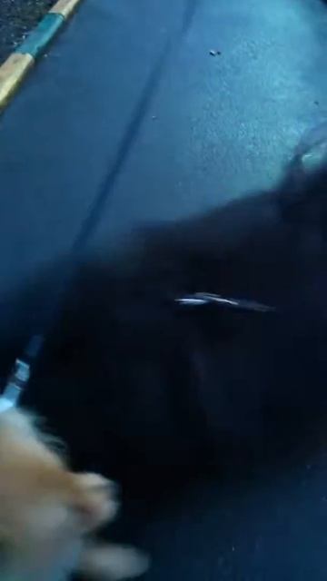 А у нас во дворе - собаки