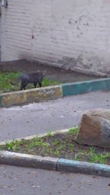 Хозяин двора