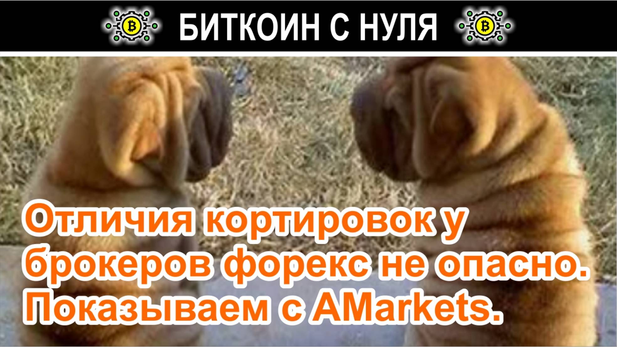 Отличия котировок у разных брокеров форекс это не опасно. Показываем на примере AMarkets.