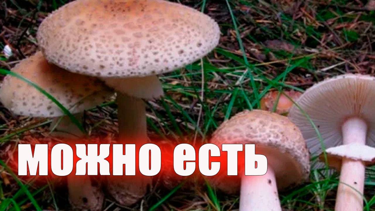 грибы 2025 первый выход