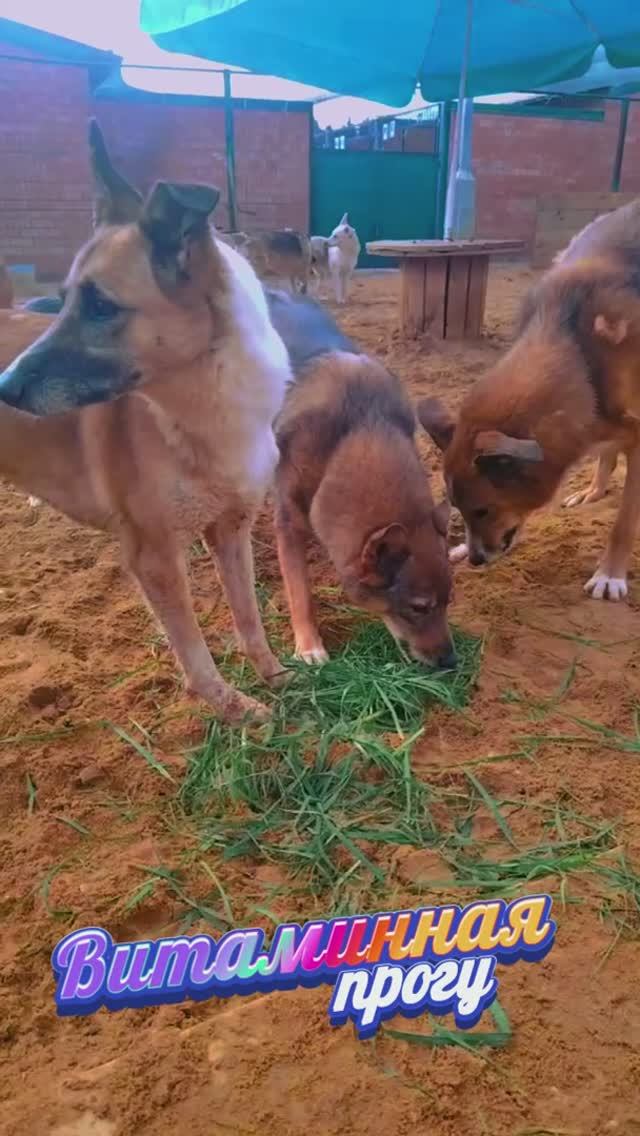 "Травинки-витаминки" ❥ Приют в Малинках