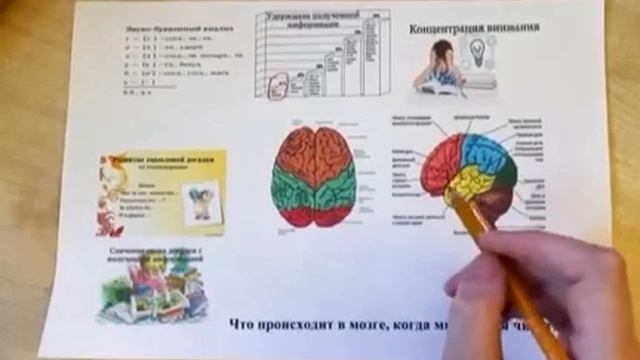 Организация мозговой структуры чтения