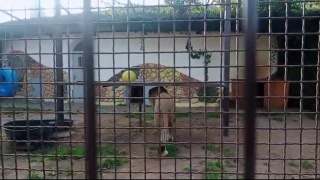 Шархан Воскресенье 07.09.2025 Видео от Ивана