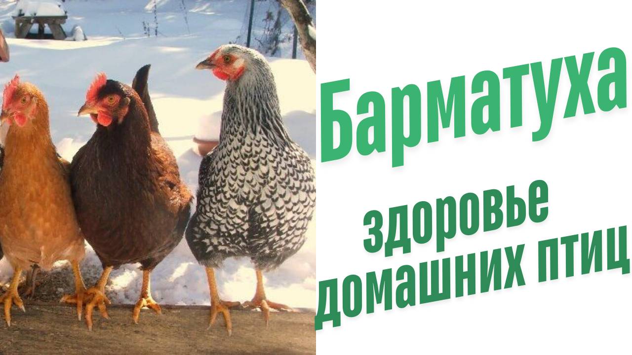 Здоровье домашних птиц.