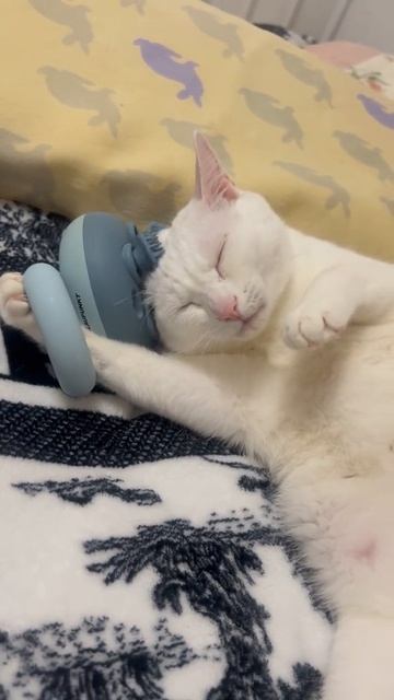 А мы с котом кайфуем 😎