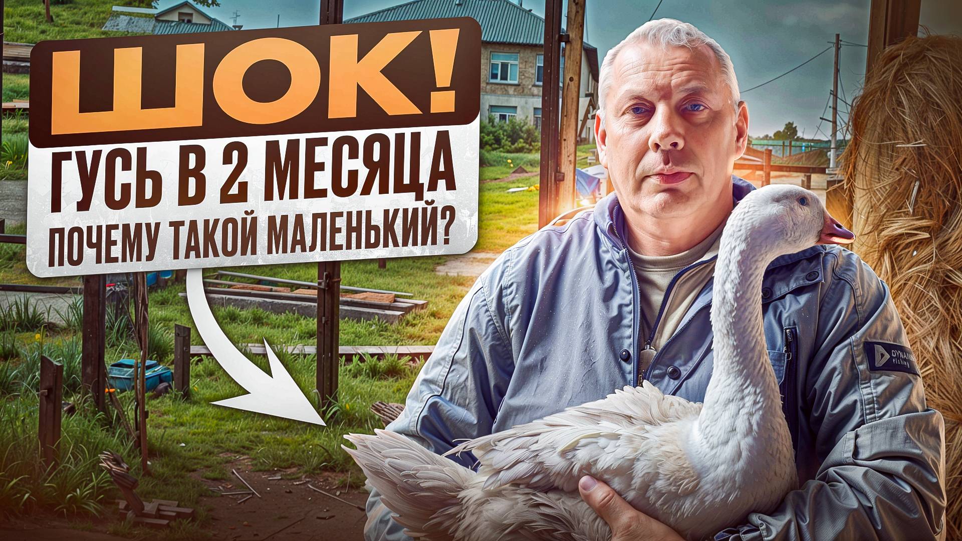 ШОК! Гусь в 2 месяца — меньше, чем в прошлые годы. Что буду делать?😱💥 #МоеПодворье