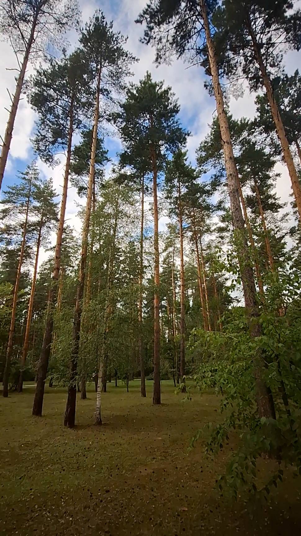 Природа. Лес. Красиво