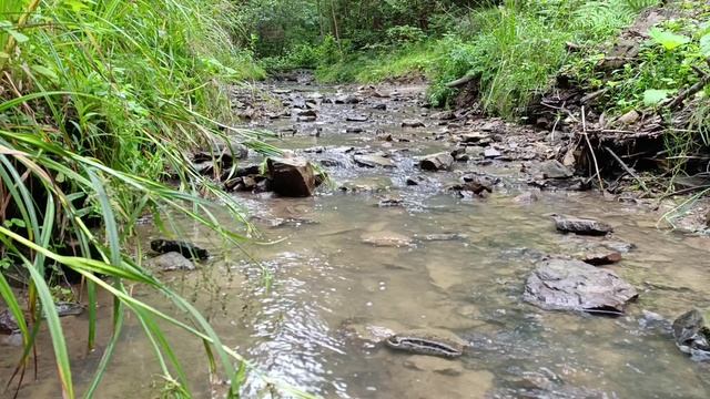 Классный лесной ручей