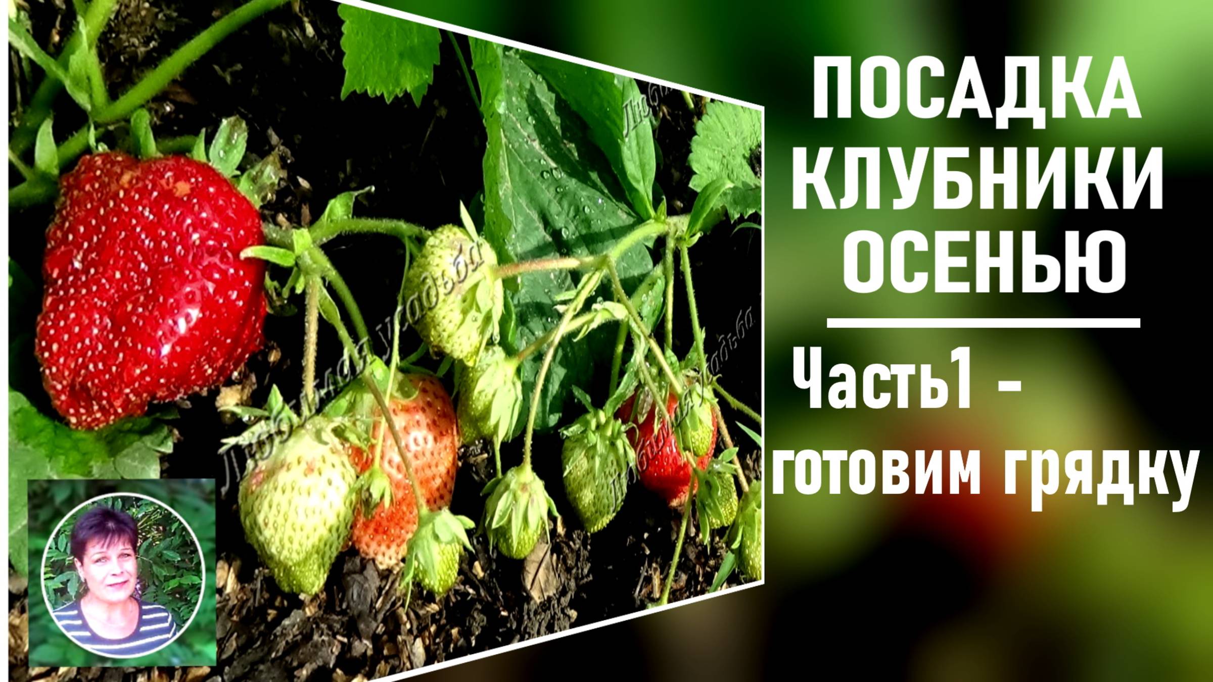 Как  сажать клубнику осенью ЧАСТЬ 1 Готовим грядку под посадку клубники