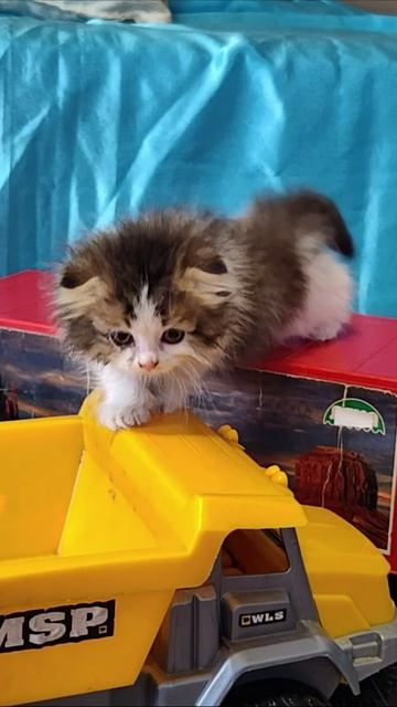 Котёнок спрыгнул с самосвала. #котёнок #котята