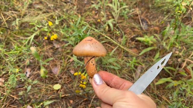 Сбор Грибов 27.08.2025 г. 🍄🟫 Курская область 🍄🟫