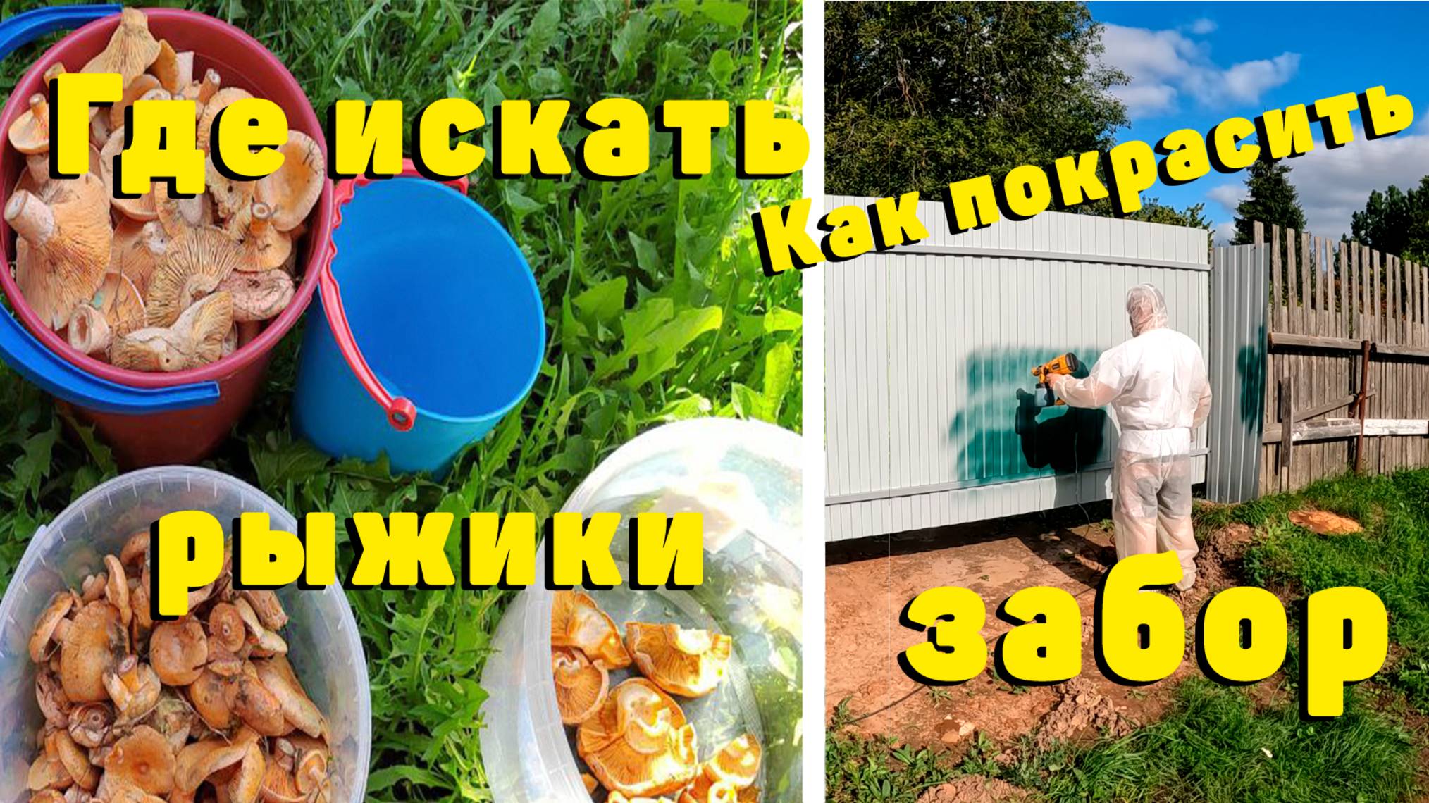 Где искать рыжики? Как покрасить забор?