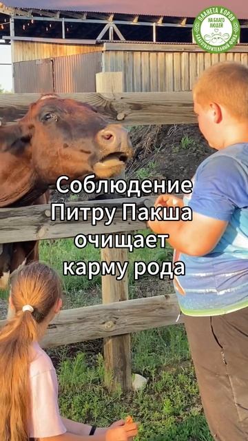 Сегодня 7 сентября кормим коров в день Питру Пакша: время благодарности и заботы о предках