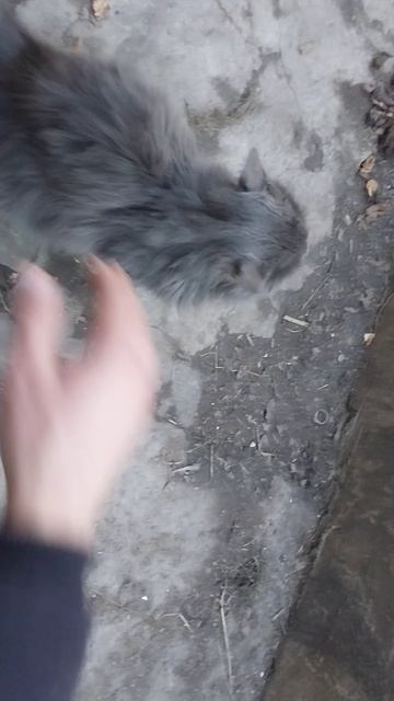 Примирение кота с собакой!