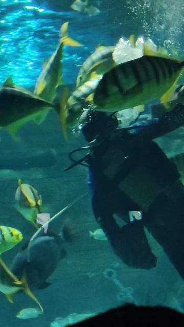 Кормление акул в океанариуме Сочи, полное видео уже на странице 😉