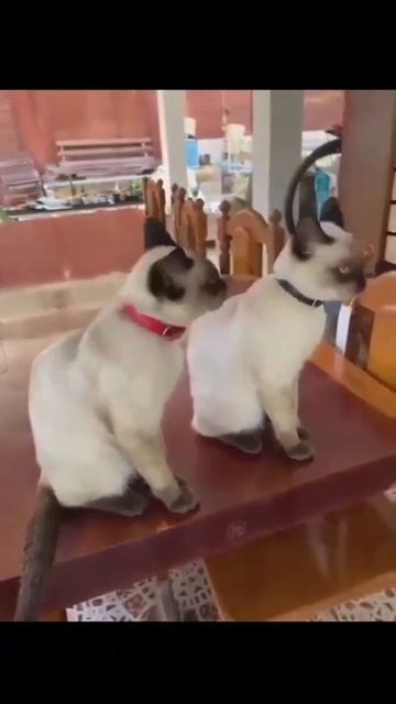 У вас двоекотие? 😼😼