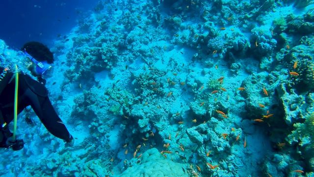 Обитатели красного моря - Дайвинг в Шарм-Эш-Шейх 2024. Deep dive in red sea