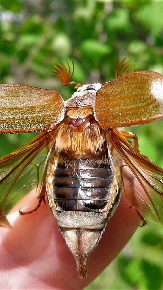 The May Bug