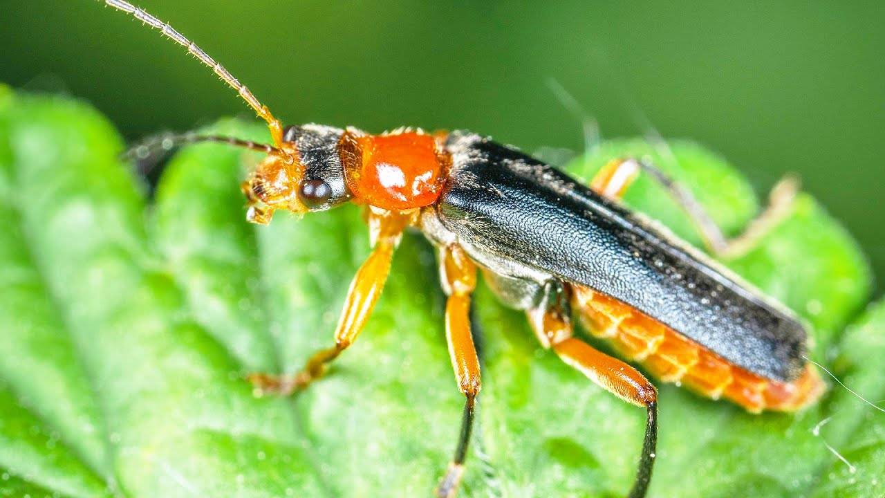 Жук пожарник. Интересные факты про насекомое