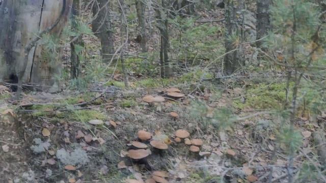 Альтернативка 2025