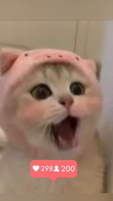 Интересные видео и Развлечения  - Поющие котики