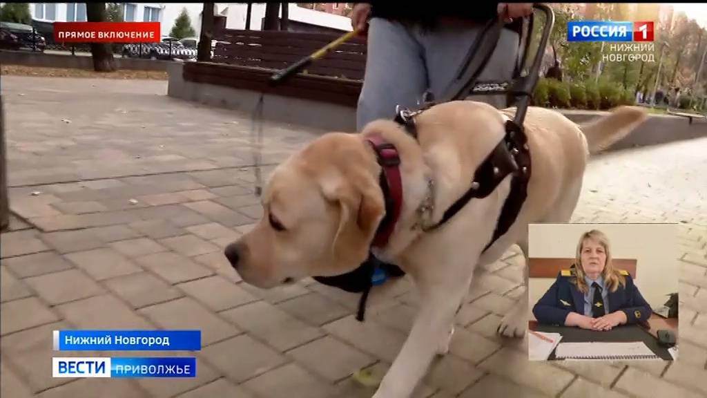 Какие правила перевозки животных в метро действуют в Нижнем Новгороде?