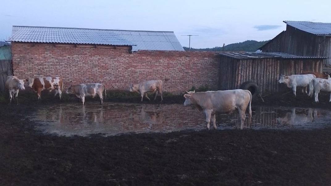 «Резиновая» ферма появилась в одном из сел Бурятии