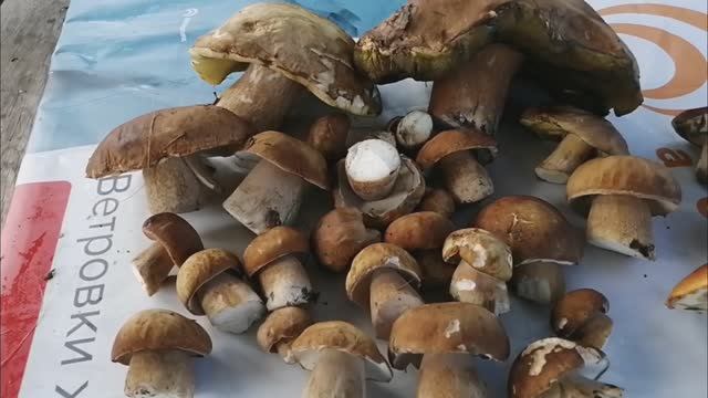 Второй удачный поход за грибами