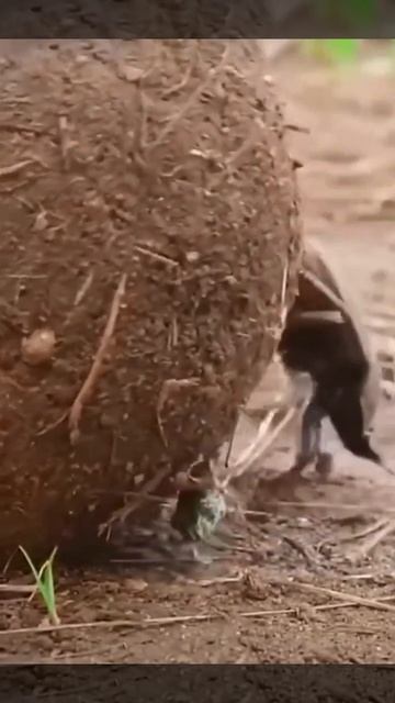 The dung beetle rolls a ball of dung and crushed the frog #animals # ...