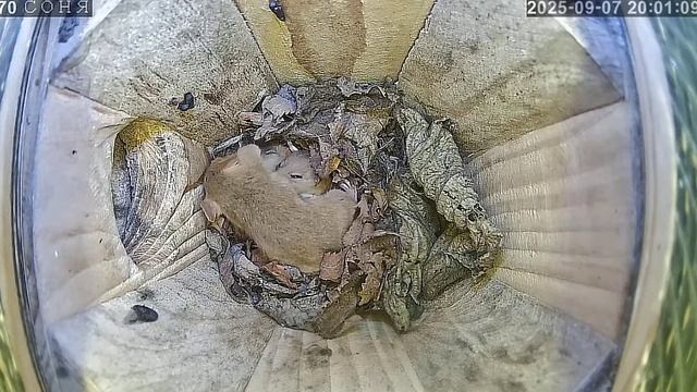 Веселая компания в гнездышке живет