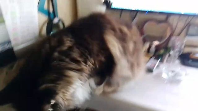 Котики наскучались, не отлипают прям...