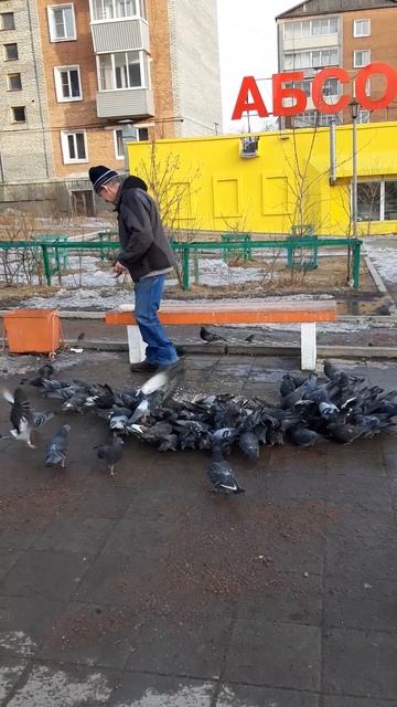 Корм голубей в сквере им. Сенчихина