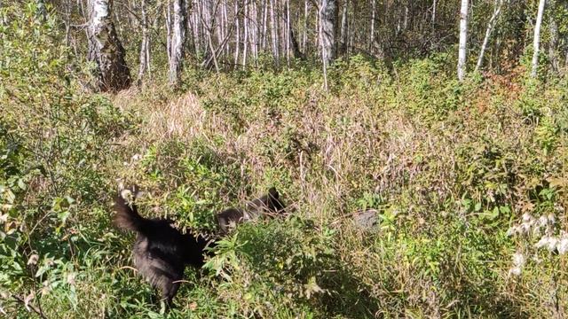 Канадский волк - гибрид. Поиск мышей.