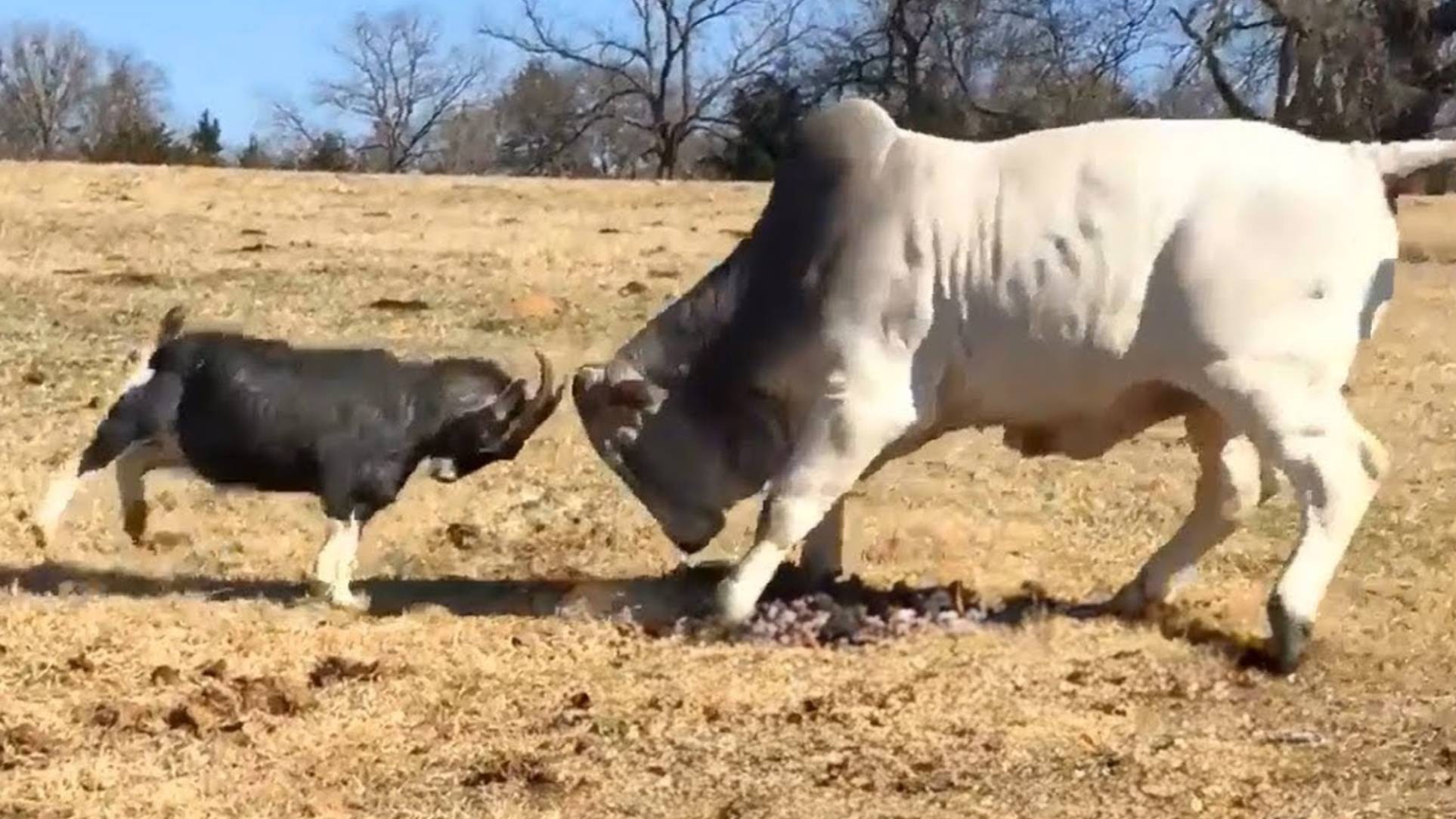 😂Животные-комики всегда заставляют нас смеяться 😂