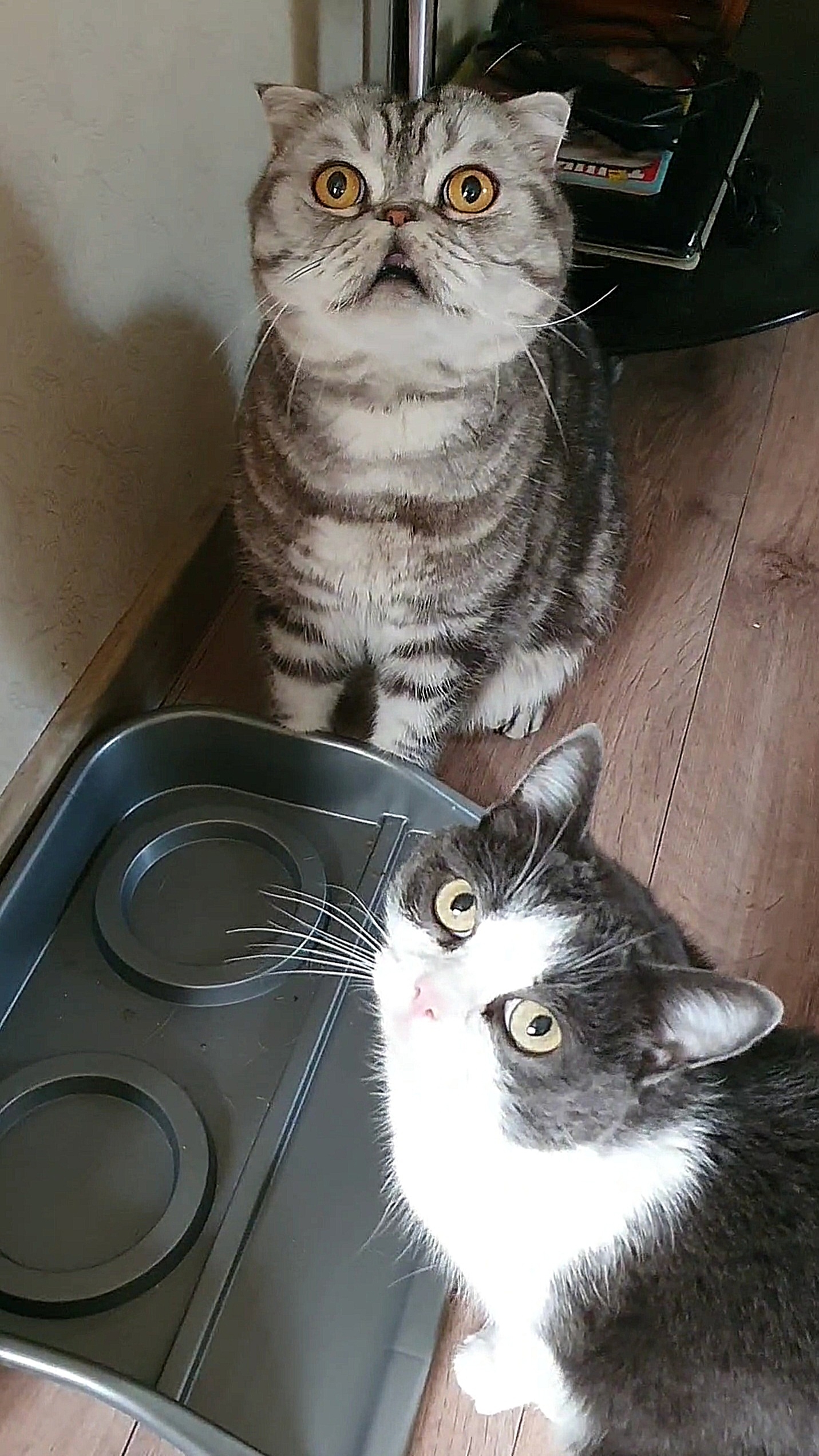 КотоДиета