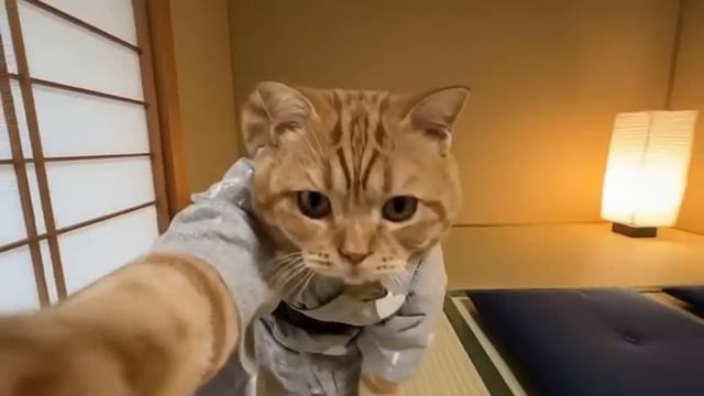 Влог рыжего кота из Японии