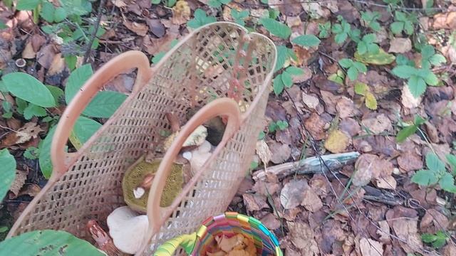Супер-Опята. Грибы в лесу Телеши.