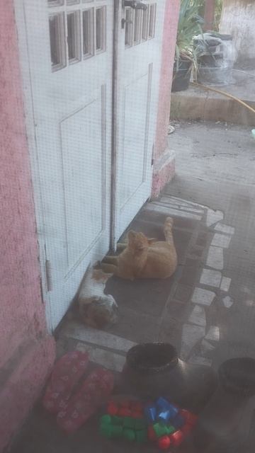 Попытка влезть дом обломалась :)